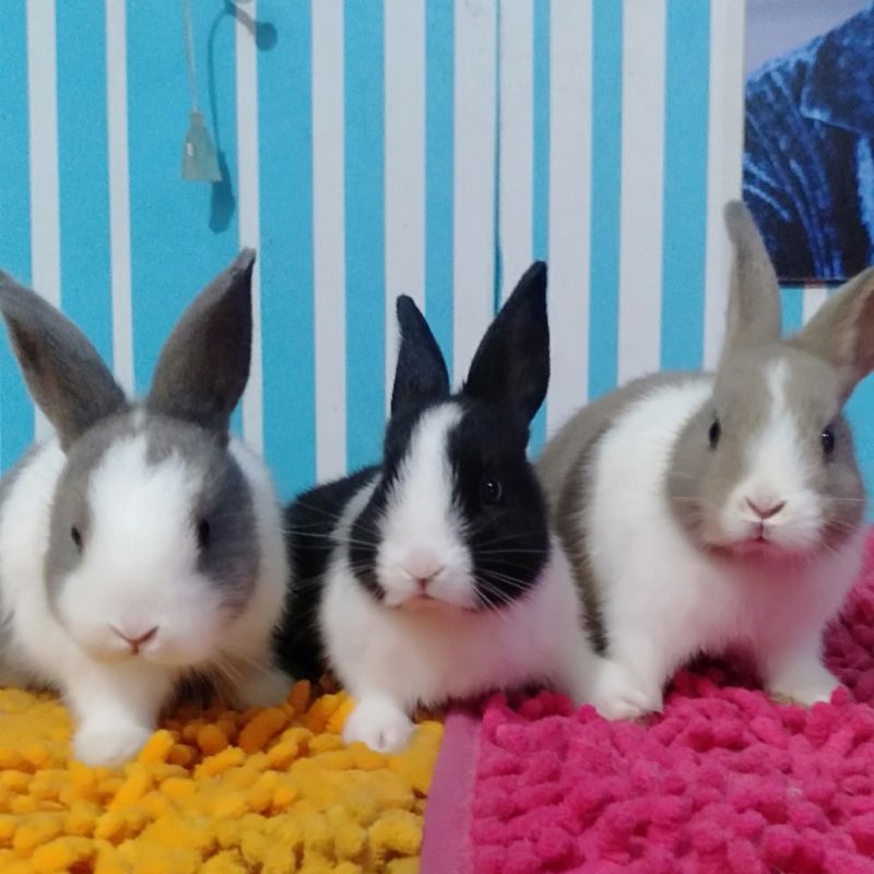 Jual Kelinci Hias Dutch | Shopee Indonesia