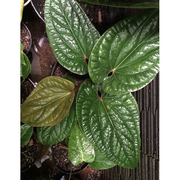 Jual Anthurium sirih daun tebal | Shopee Indonesia