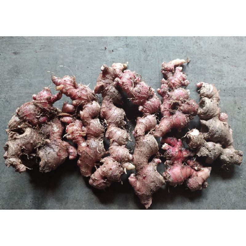 Jual BIBIT JAHE MERAH (Rimpang) | Shopee Indonesia Jual BIBIT JAHE MERAH (Rimpang) | Shopee Indonesia
