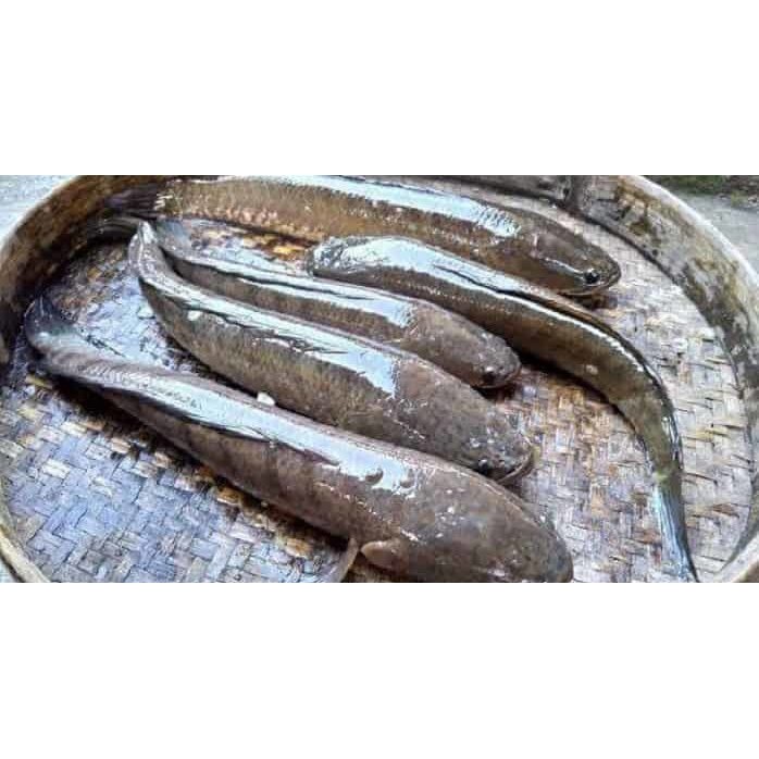 Jual Ikan Gabus Hidup 1 Kg | Shopee Indonesia