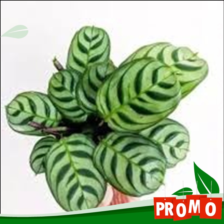 Jual promo!!! tanaman hias calathea sepat/calatea stromata/kalatea ...