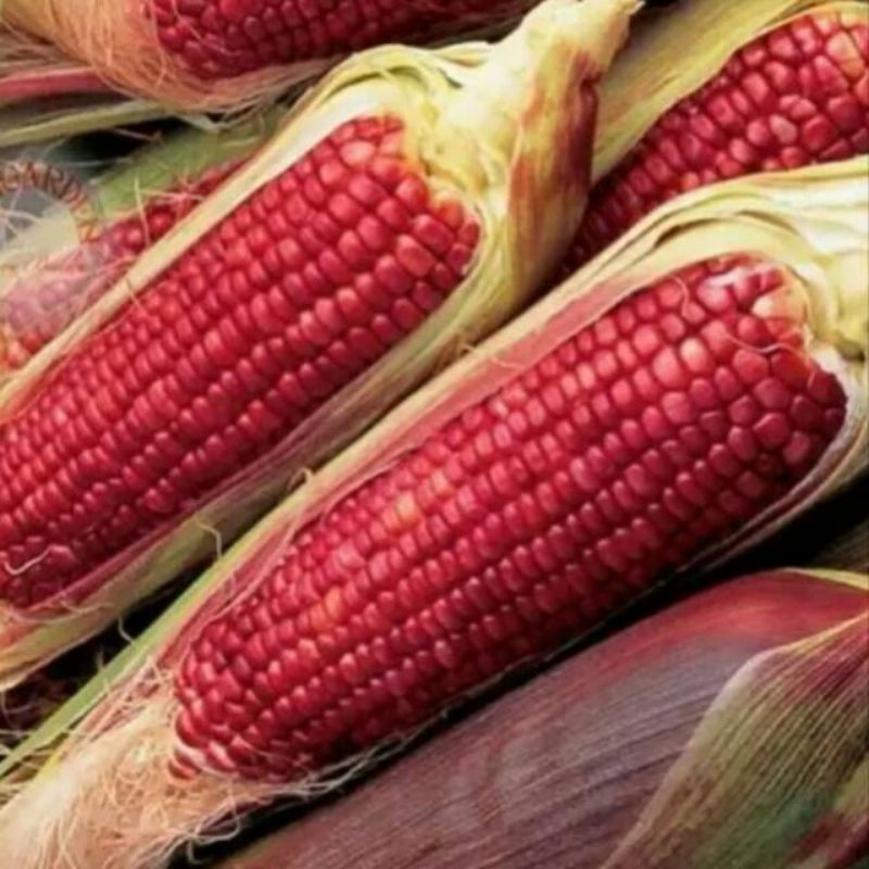 Jual 20 BUTIR BIJI/BENIH JAGUNG MERAH(RED CORN | Shopee Indonesia