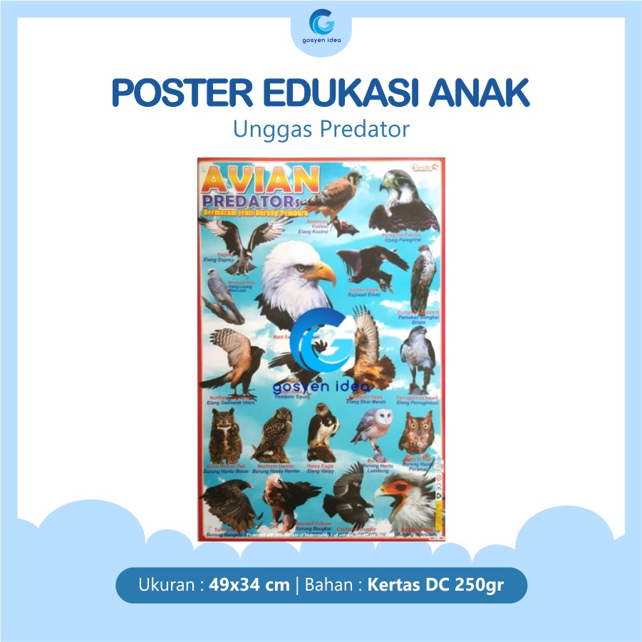 Jual Poster Pendidikan Edukasi Anak Belajar Binatang Burung Avian ...