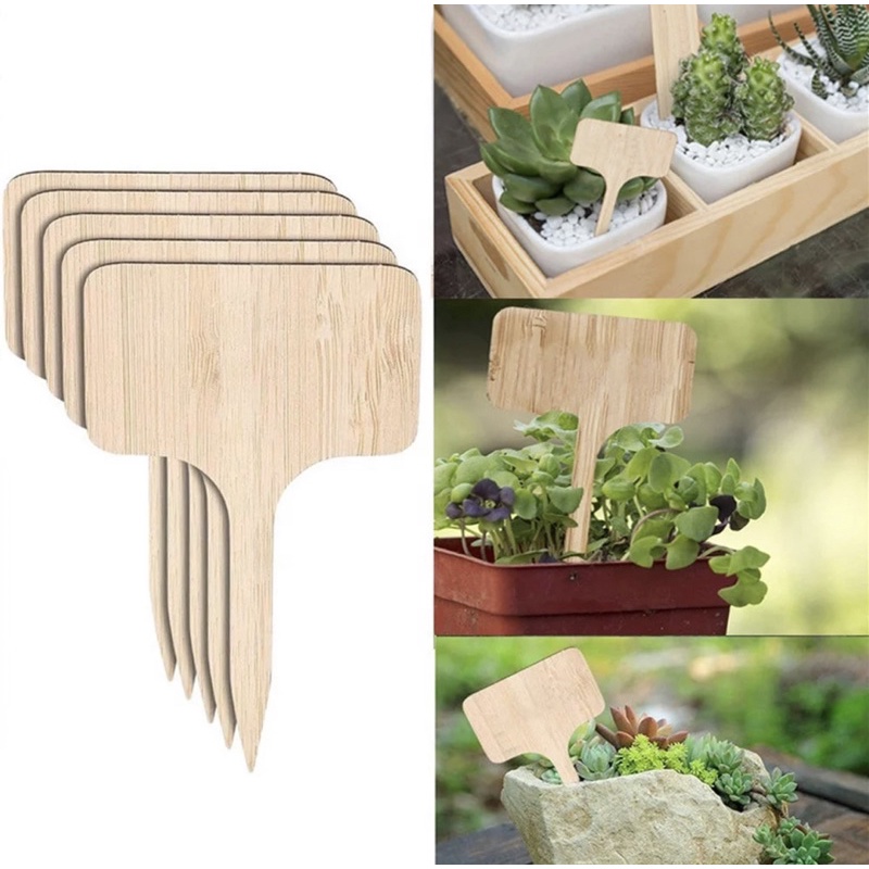 Jual Tag A Nama Bambu Tanaman Hias Semai Benih Bibit - Bamboo Plant ...