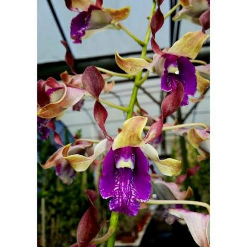 Jual Anggrek Dendrobium CL Bundt Dewasa | Shopee Indonesia