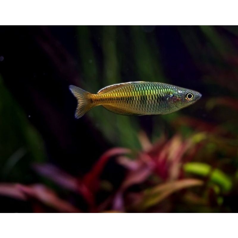 Jual Ikan Rainbow Boesemani 2,5cm | Shopee Indonesia