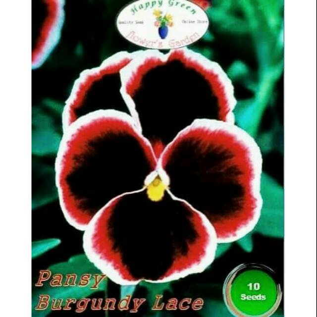 Jual Benih Biji Bunga Pansy Burgundy Lace | Shopee Indonesia