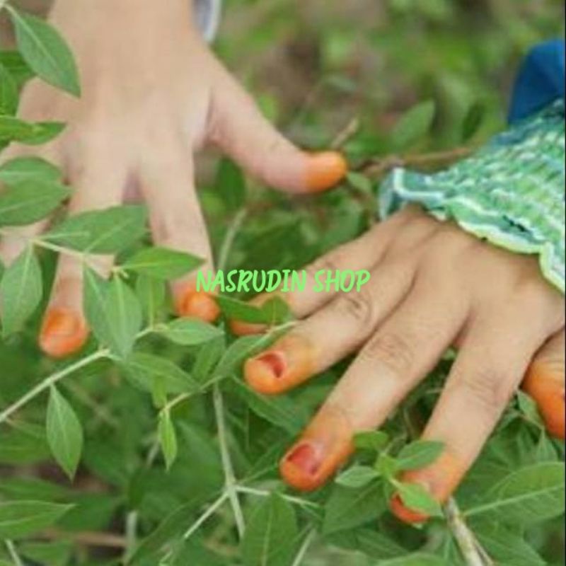 Jual DAUN HENNA DAUN PACAR ARAB SEGAR | Shopee Indonesia