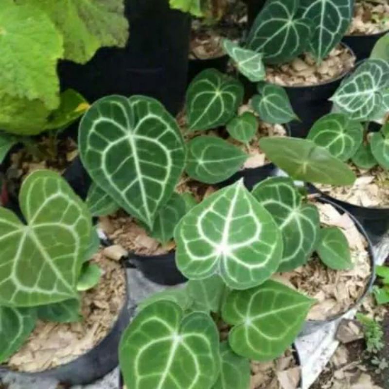 Jual Tanaman hias kuping gajah-tanaman indoor-tanaman hidup-bunga hidup ...