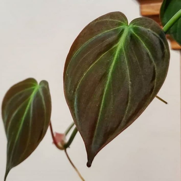 Jual Tanaman hias - philo melano mican - daun berserat cantik nan ...