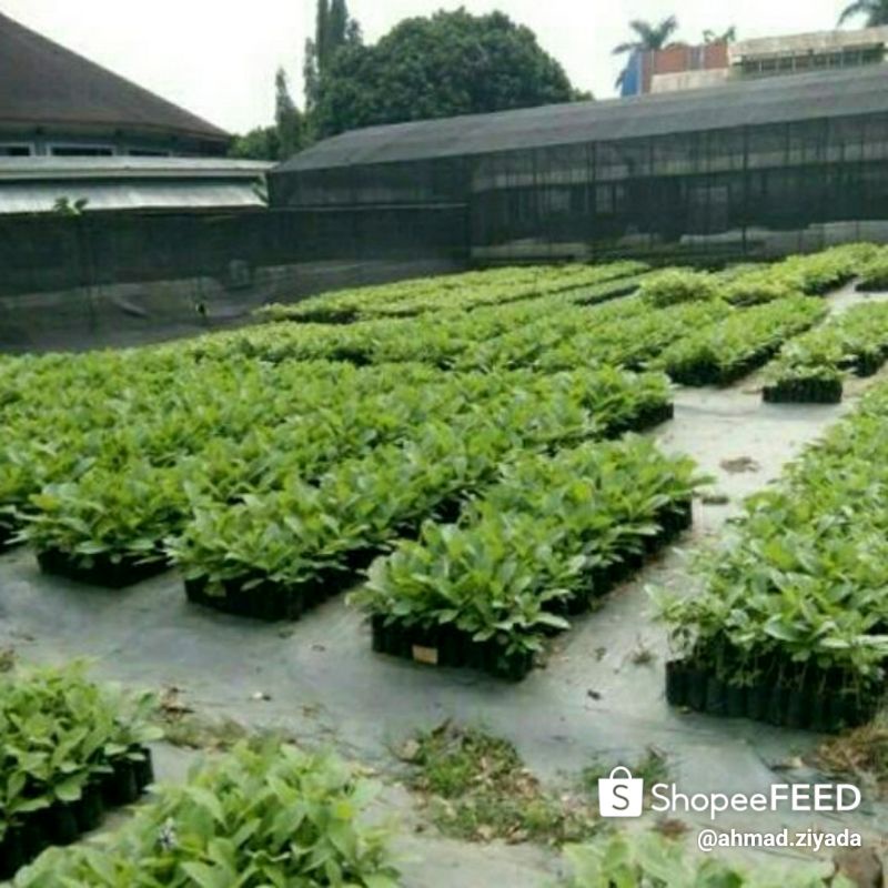 Jual PROMO TAHUN BARU Paket 10 Bibit Tanaman Jati Solomon Kultur ...