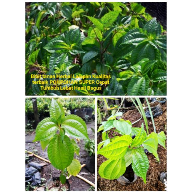 Jual Bibit Tanaman pohon Herbal Lalapan POHPOHAN SUPER ANTI HAMA poh ...