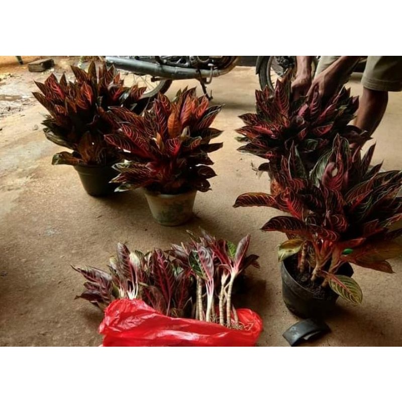 Jual anakan bunga aglonema anakan red sumatra daun 1-3 helai | Shopee ...