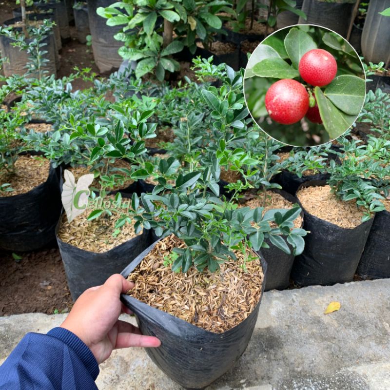 Jual Bibit Tanaman Buah Jeruk Kingkit | Shopee Indonesia
