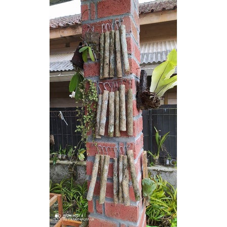 Jual kayu kopi super 25cm media tanam anggrek | Shopee Indonesia