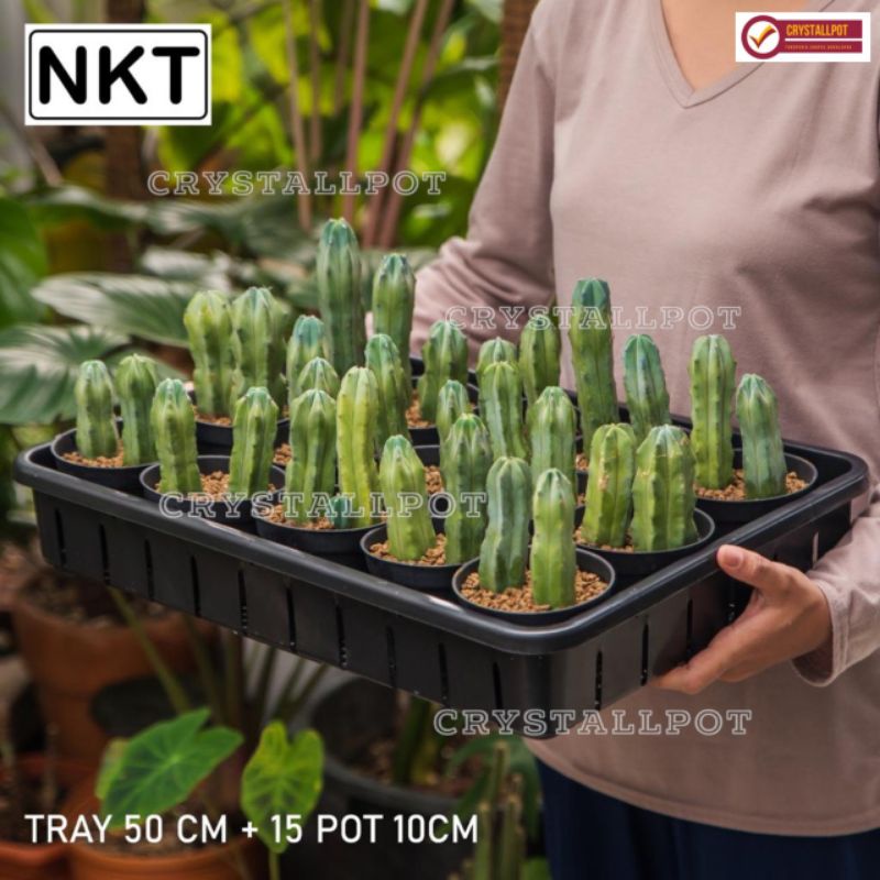 Jual 1 SET TRAY + 15 PCS POT HITAM 10CM | TRAY POT NKT 50CM | TRAY ...