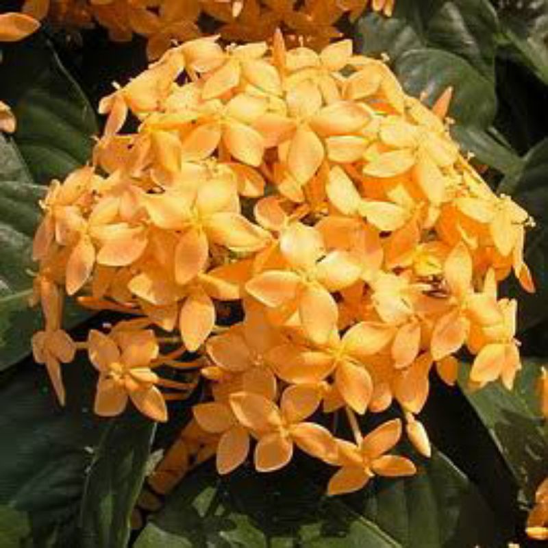 Jual Tanaman Hias Ixora Chinensis | Soka Kuning | Shopee Indonesia