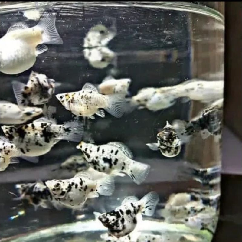 Jual ikan molly marble | Shopee Indonesia