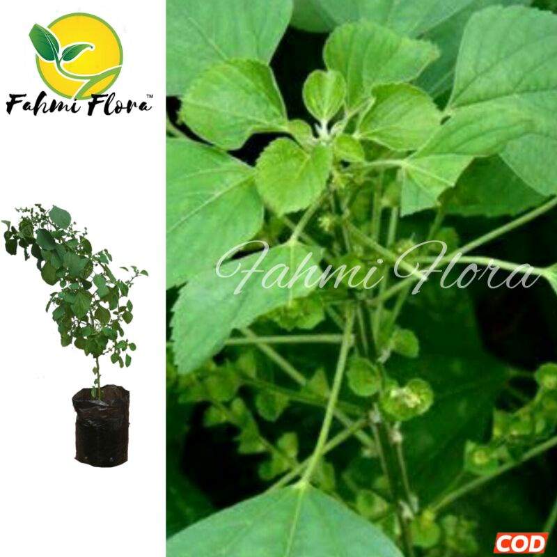 Jual tanaman ANTING ANTING (acalypha australis) | Shopee Indonesia
