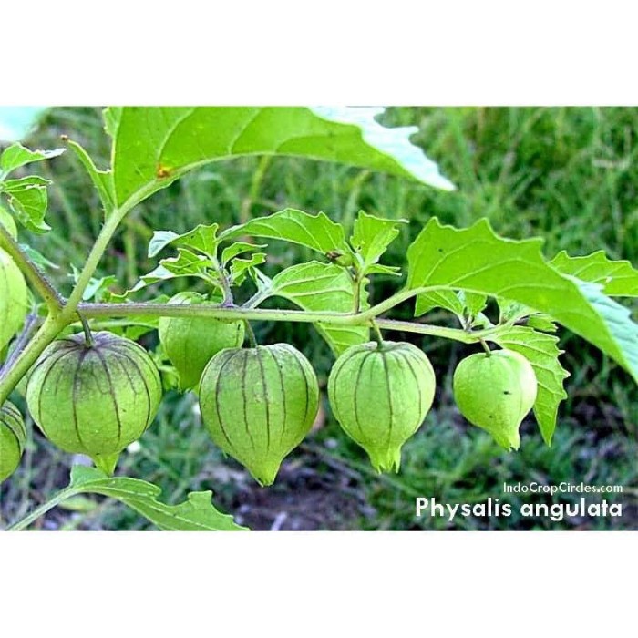 Jual Latuik-Latuik, Ceplukan atau ciplukan Physalis minima Segar Hijau | Shopee Indonesia