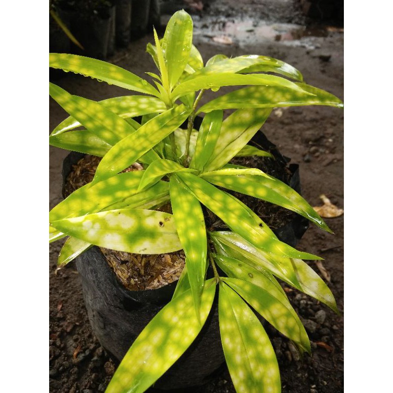 Jual Bunga bambu drasena ( hiasan bambu kuning) | Shopee Indonesia