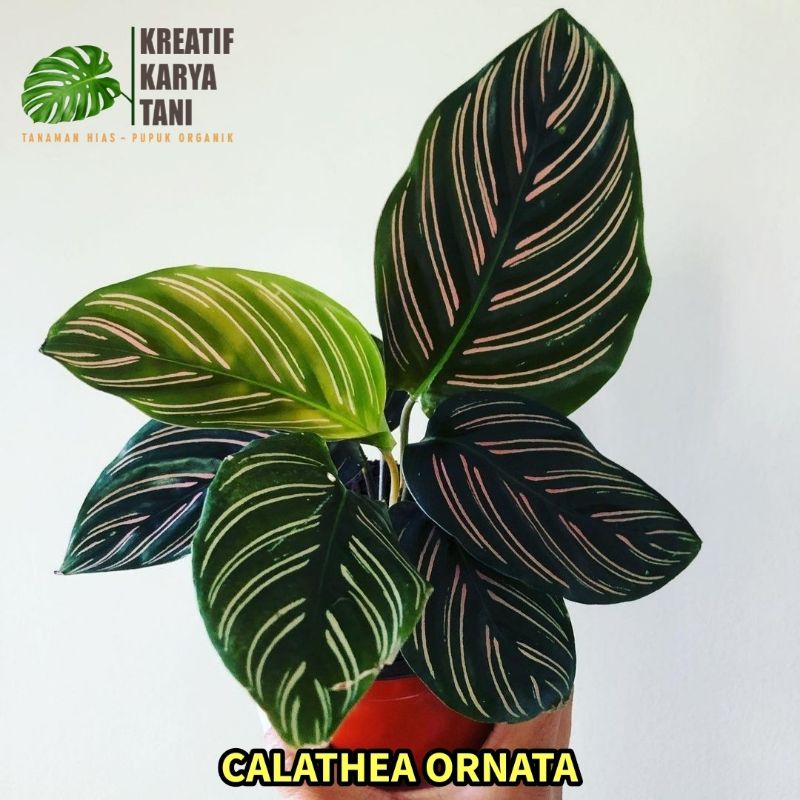Jual Macam macam tanaman hias calathea - Calatea - Kalatea | Shopee ...