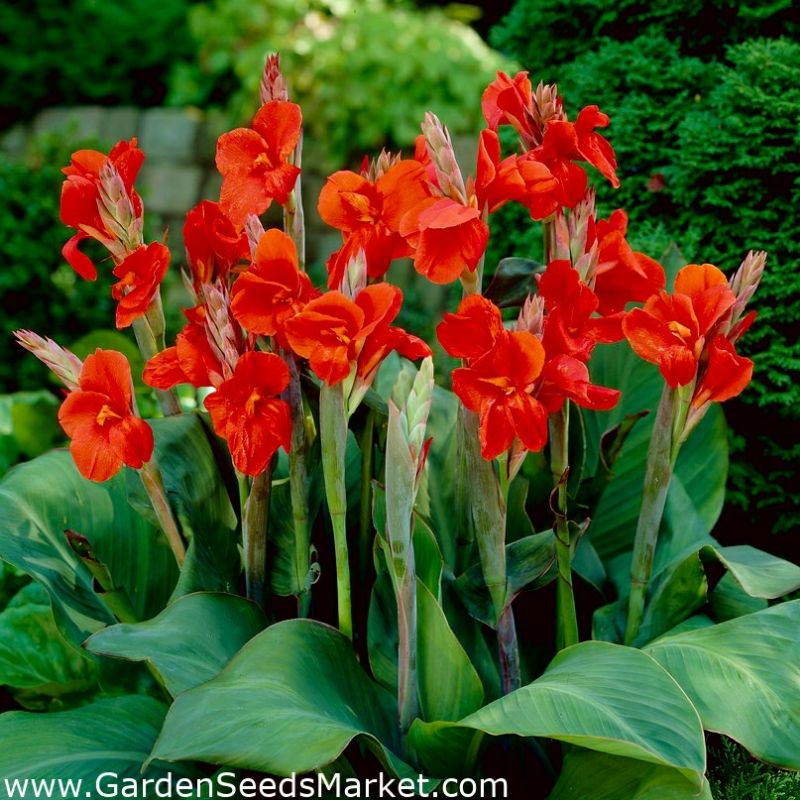 Jual KANA BUNGA MERAH/SEBE | Shopee Indonesia