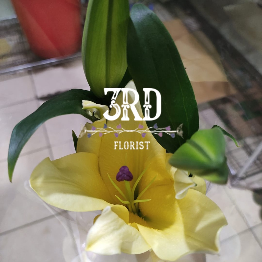 Jual Bunga Casablanca Lily ECER (Bunga Potong Segar Jakarta) | Shopee ...