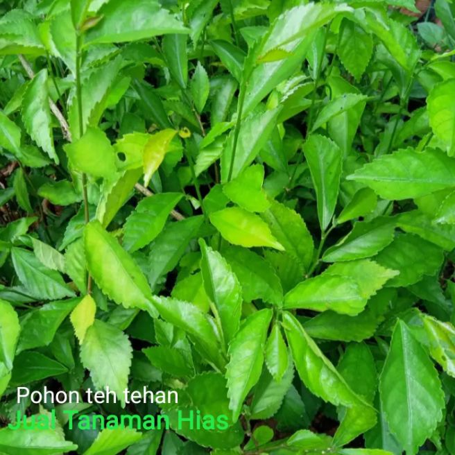 Jual Pohon/Tanaman hias pohon teh tehan | Shopee Indonesia Jual Pohon/Tanaman hias pohon teh tehan | Shopee Indonesia