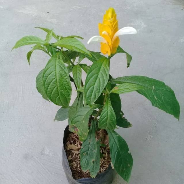 Jual Tanaman Bunga Lolipop | ONLY GOSEND | Shopee Indonesia