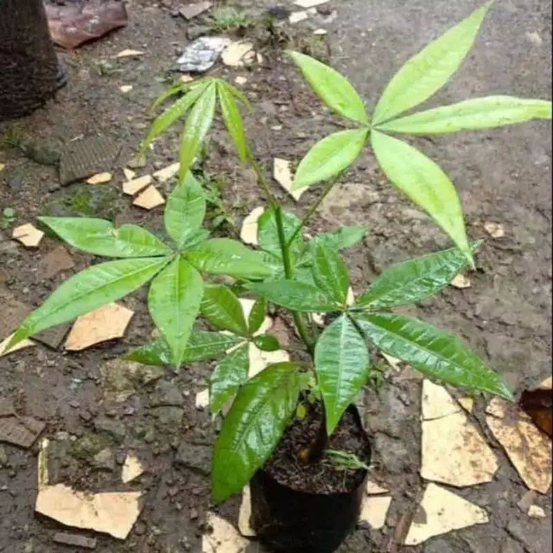 Jual tanaman pacira / money tree | Shopee Indonesia