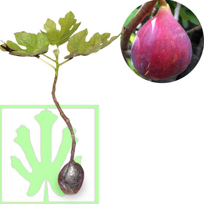 Jual Bibit Buah Ara / Tin Red Israel ( Khurtmani Fig ) - Ukuran 20 ...