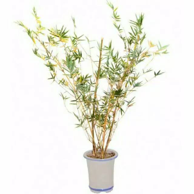 Jual Tanaman Bambu kuning mini | Shopee Indonesia
