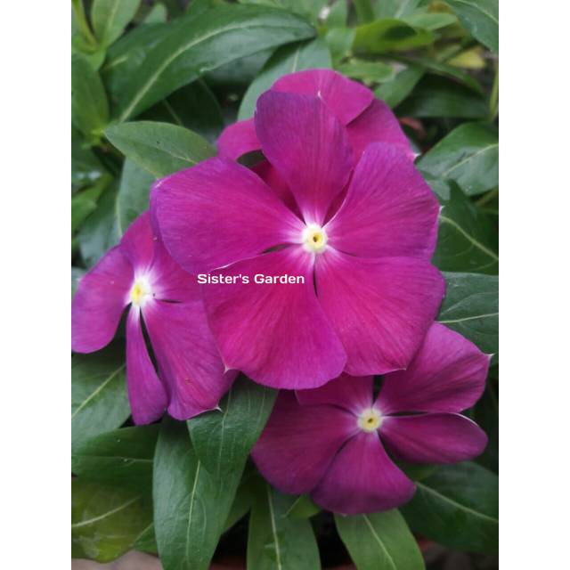 Jual Vinca lilac tegak (benih/seed/biji) | Shopee Indonesia