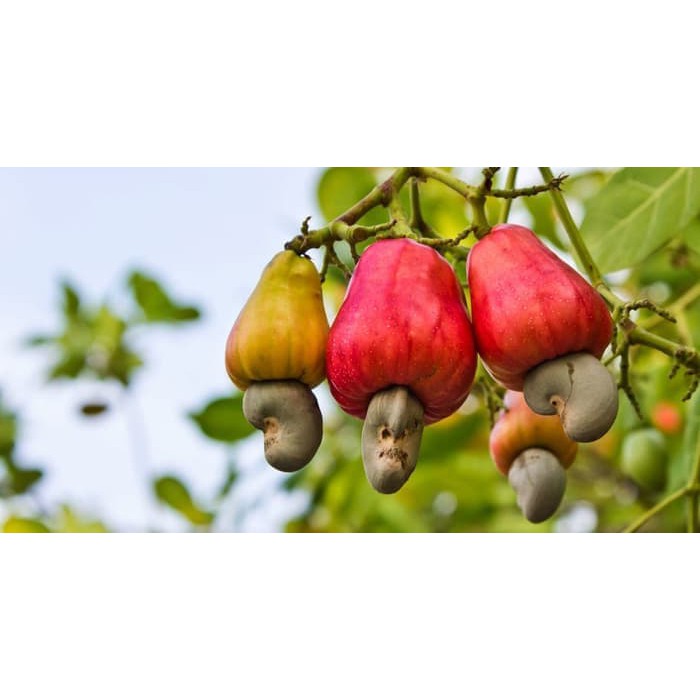 Jual 3 Bibit Tanaman Buah Jambu Monyet/Mete 40cm (PROMO) | Shopee Indonesia