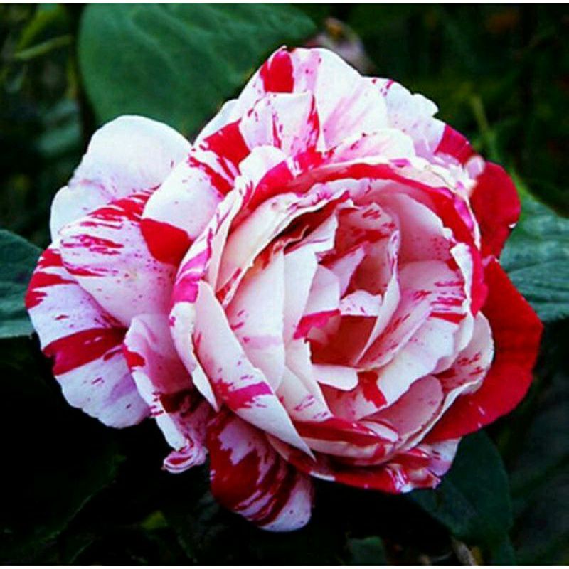 Jual tanaman hias bunga mawar batik corak merah putih bunga mawar hidup ...