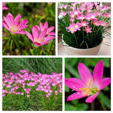 Jual Tanaman Bunga Rain lily ( Zephyranthes) Siap Berbunga RImbun ...
