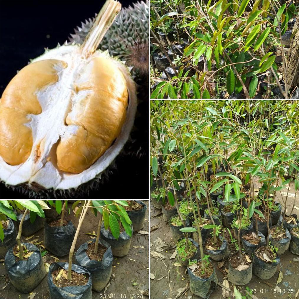 Jual Bibit Tanaman Durian Duri Hitam Okulasi Unggul | Shopee Indonesia