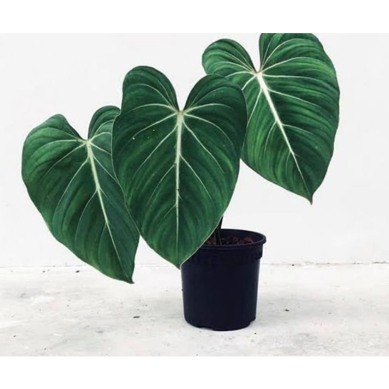 Jual philodendron glorious tanaman - philo glorious tanaman indoor ...