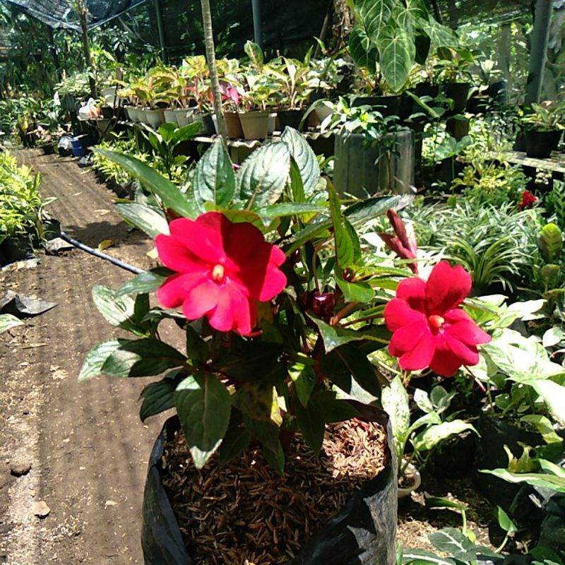 Jual Tanaman Bunga Pacar | Shopee Indonesia