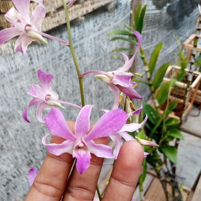 Jual Anggrek den. Superbin | Shopee Indonesia