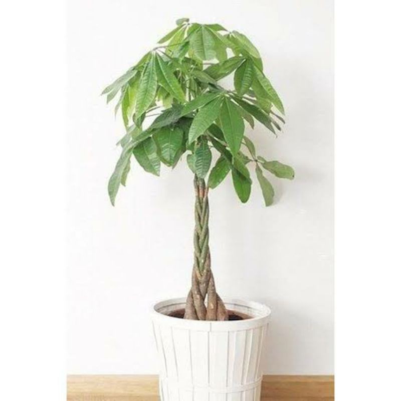 Jual Tanaman hias pacira kepang - money tree - pohon keberuntungan hoki ...