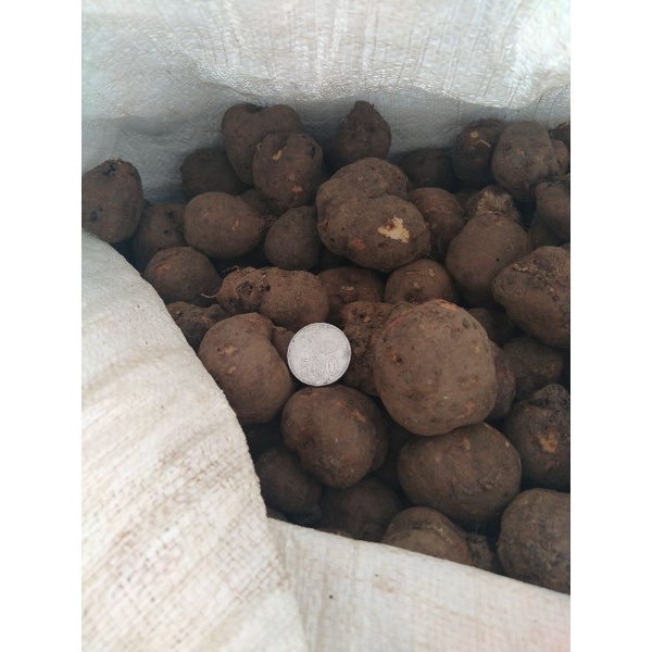 Jual Kentang Hitam / Kentang Ireng / Klici / Kembili / Sabrang/Kentang ...