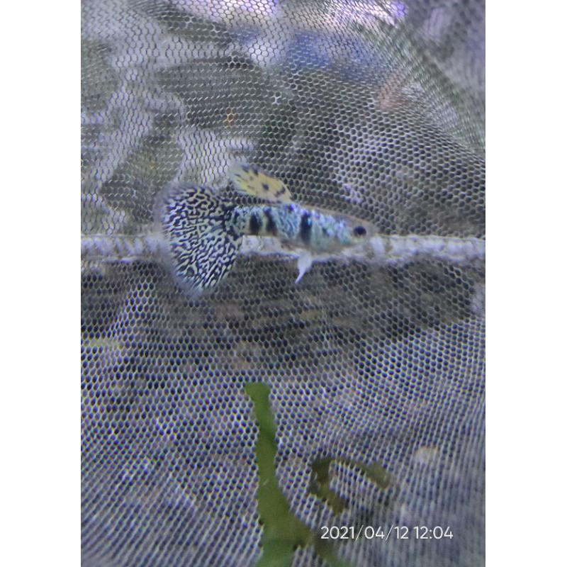 Jual IKAN HIAS GUPPY KING TIGER YELLOW JANTAN | Shopee Indonesia