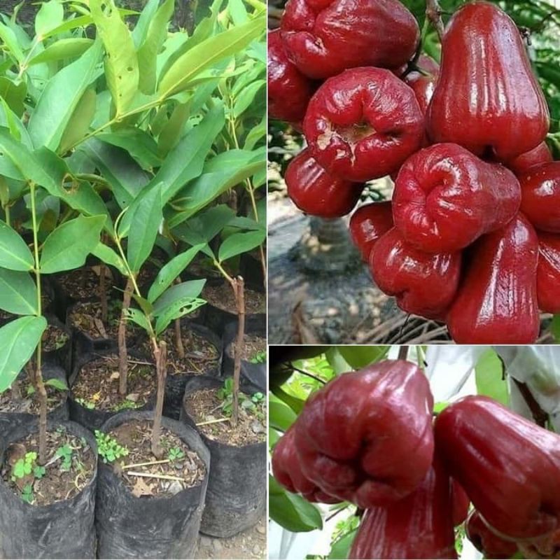 Jual bibit jambu citra jumbo benih pohon tanamann buah bisa untuk ...
