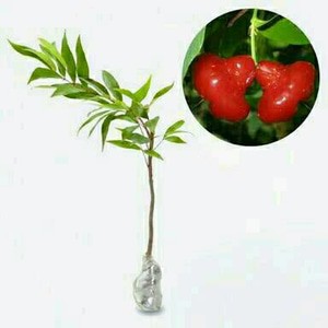 Jual BIBIT BUAH JAMBU AIR KANCING MERAH | Shopee Indonesia