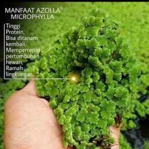Jual bibit azolla pinata benih azola microphyla pakan ikan 1kg | Shopee ...