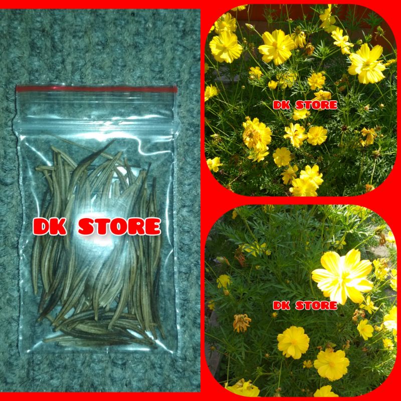 Jual Isi 100 Biji Benih Kenikir | Bunga Cosmos Kuning | Shopee Indonesia
