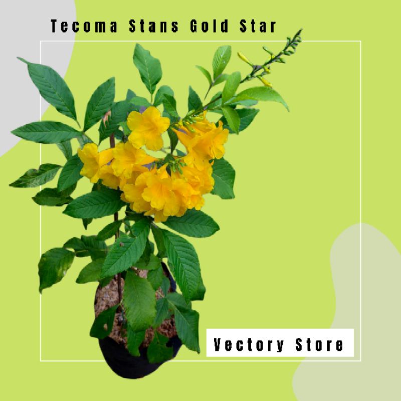 Jual Tanaman Hias Bunga Tecomaria Tekoma Stans Gold Star Rimbun 45 Cm ...