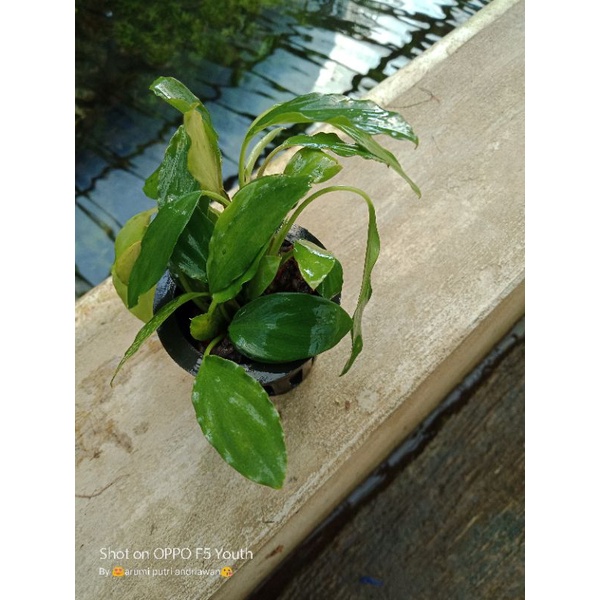 Jual anubias sp tanaman aquascape | Shopee Indonesia